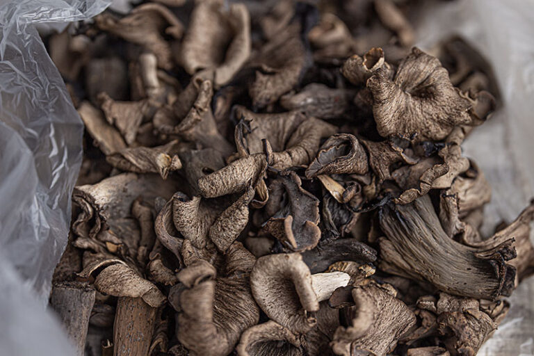 Herbsttrompeten | kochlust