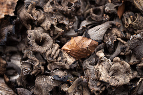 Herbsttrompeten | kochlust