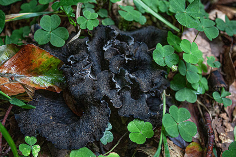 Herbsttrompeten | kochlust
